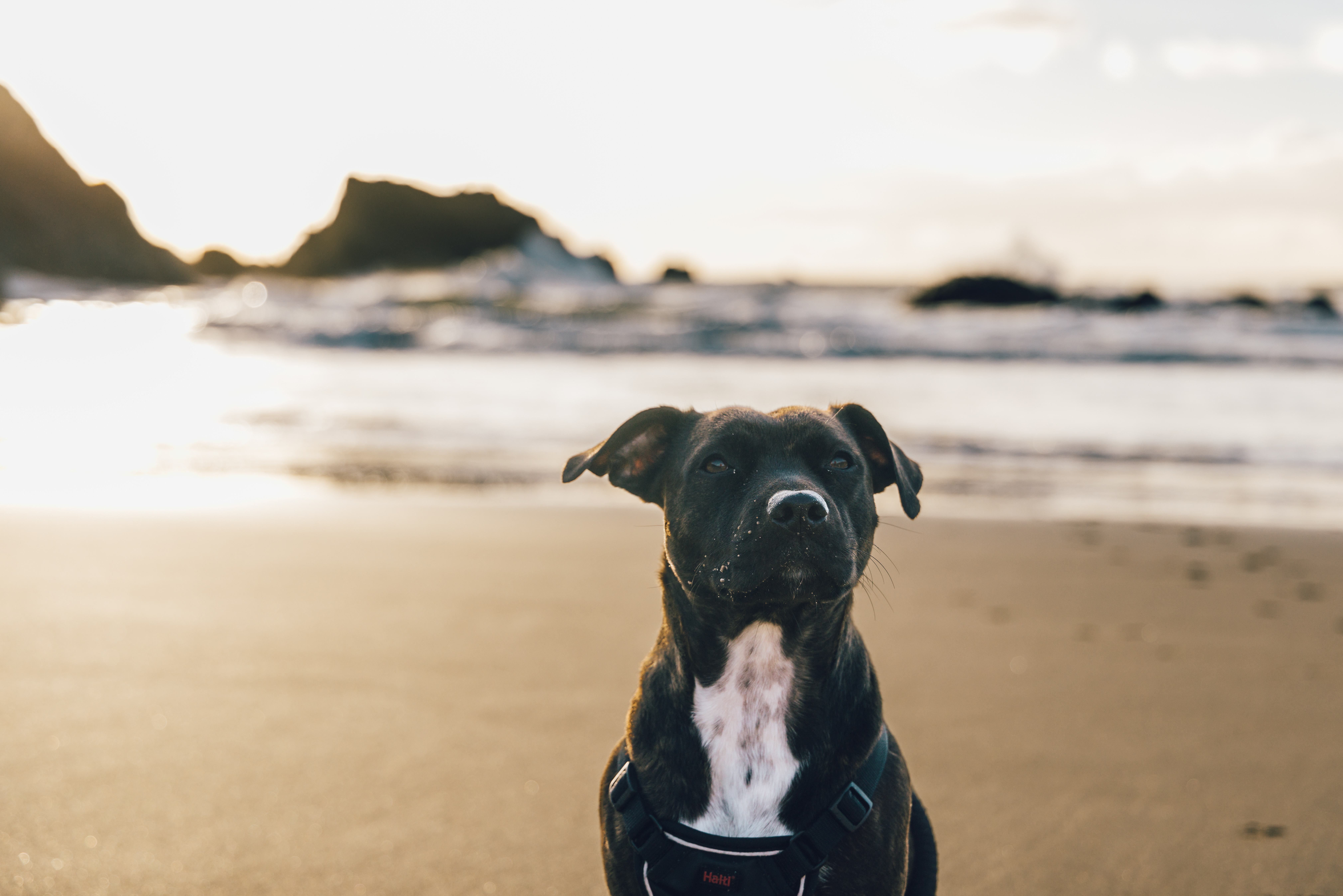 Dog Friendly Holiday Cottages in Pendine - West Wales Holiday Cottages